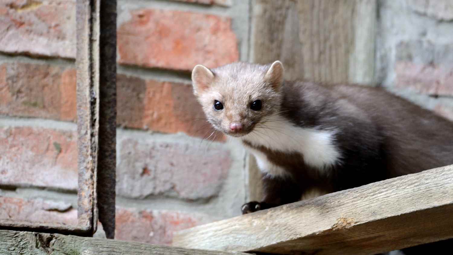 Marder vertreiben: Wer zahlt bei Marderschäden im Haus oder Garten?